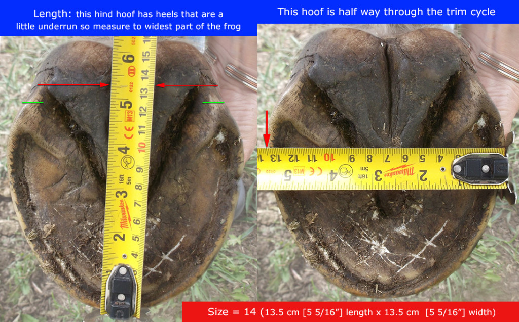Equine Jogging Shoes » Horse Boot Sizes